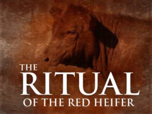 The Red Heifer & The Messiah – Ki Tisa – Shabbat Parah – Mar. 18 ...